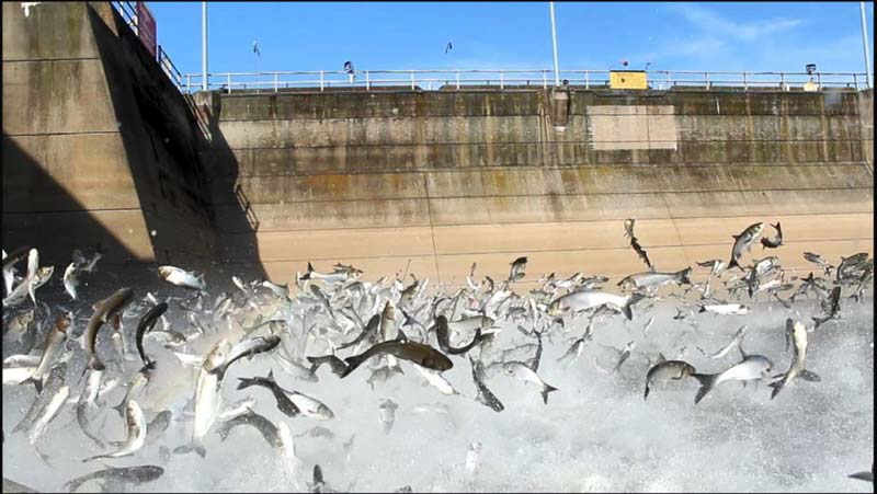 Asian Carp in Alabama - Southern Fishing NewsSouthern Fishing News